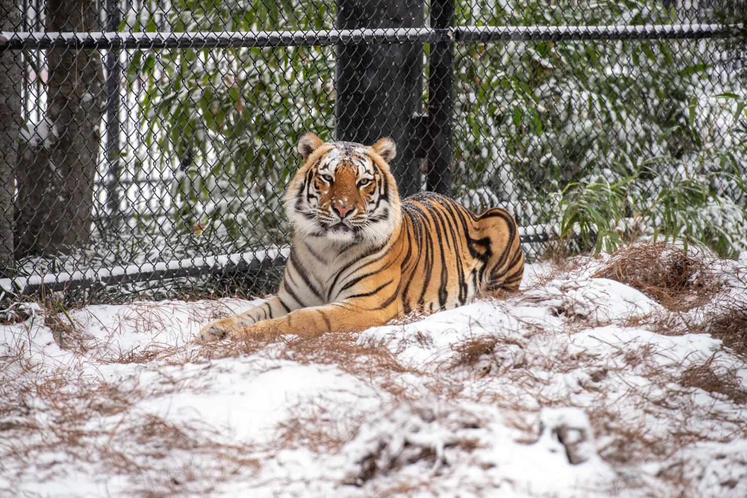 Photos of Baton Rouge's historic snowfall 2025 | Photos | theadvocate.com