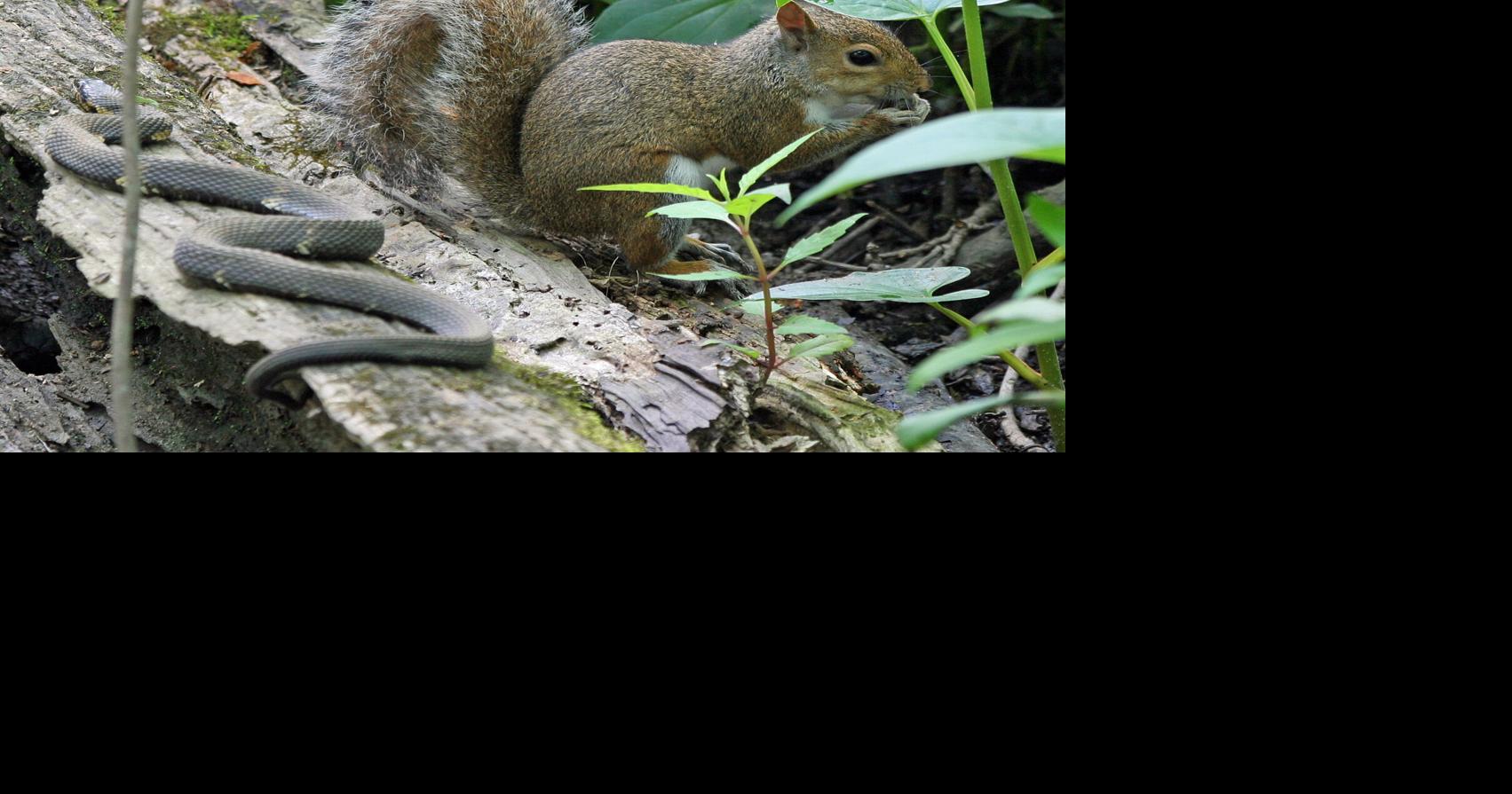 eastern gray squirrel diet