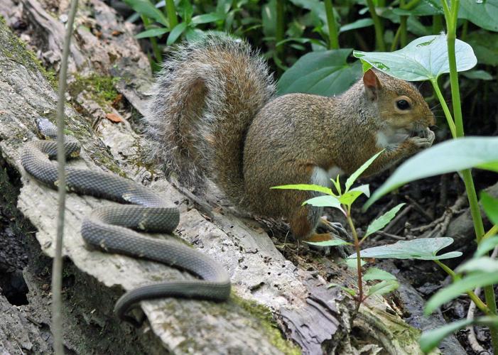 why do squirrels grind their teeth