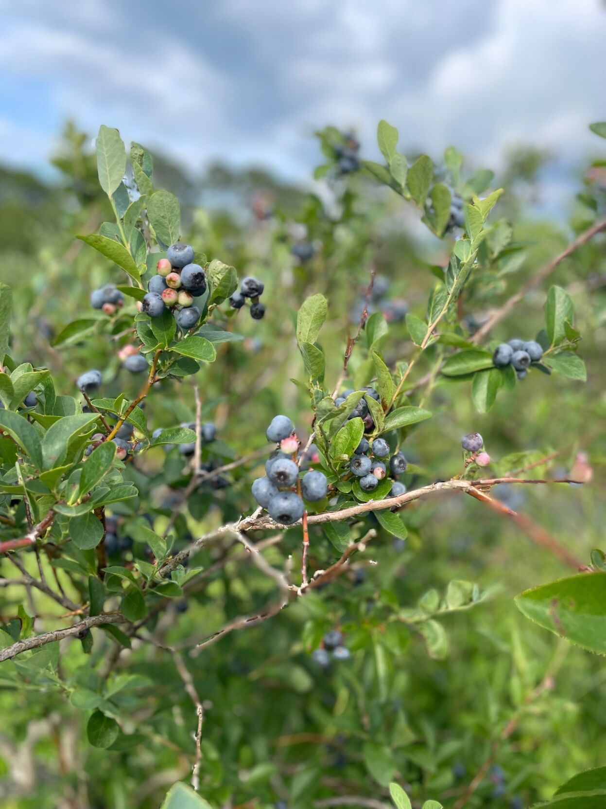 Blueberry recipes for Louisiana's peak berry season | Food/Restaurants ...