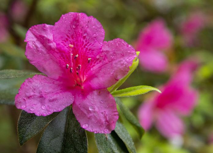 Stage set for nature to shower color, life to Rosedown | St ...