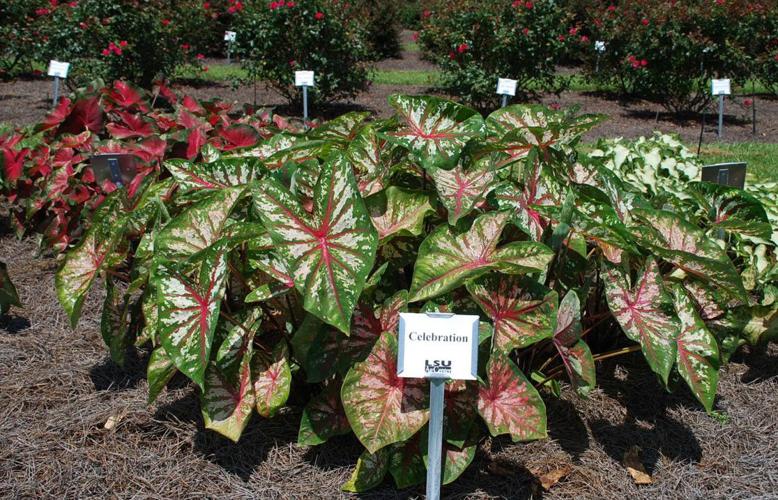 Digging In: Caladiums jazz up summer gardens | Home Garden ...