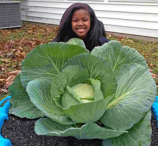 Colossal cabbage puts cash in pockets of 9-year-old Baton Rouge ...