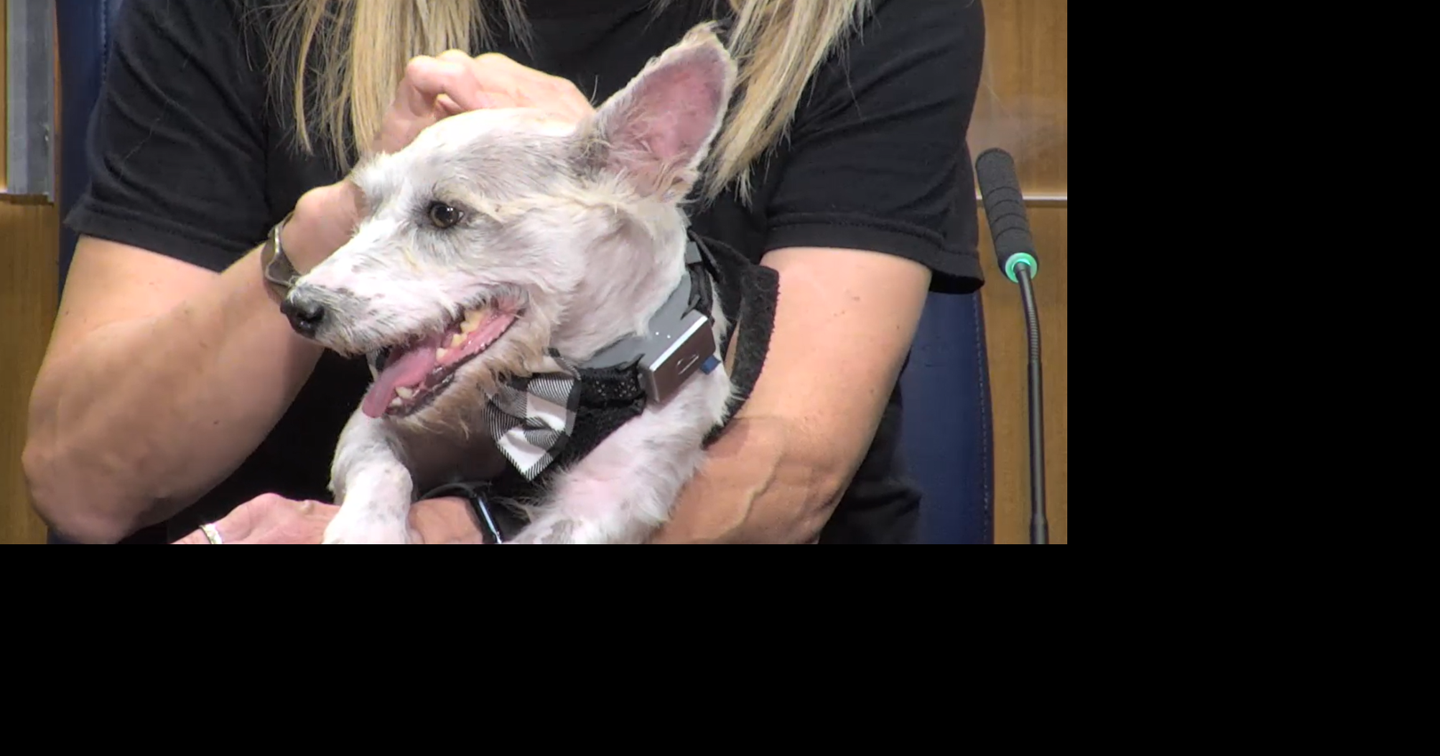 New Orleans runaway dog Scrim appears in Wall Street Journal ...