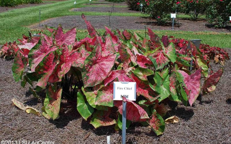 Digging In: Caladiums jazz up summer gardens | Home Garden ...