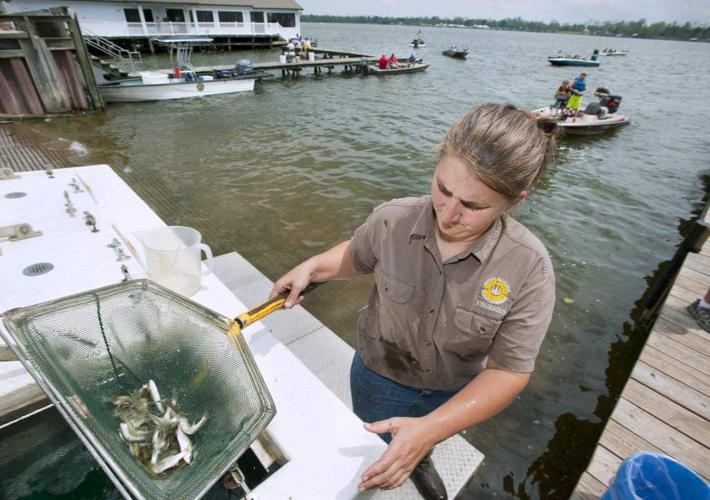 6,000 bass fingerlings introduced into False River | Westside ...