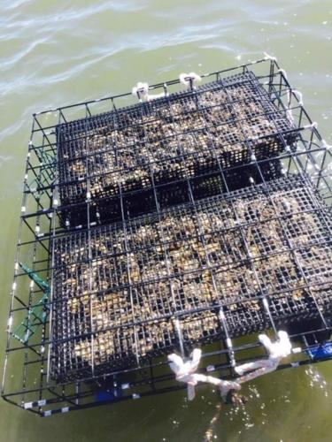 Something called 'off-bottom cultivation' might transform way you eat ...