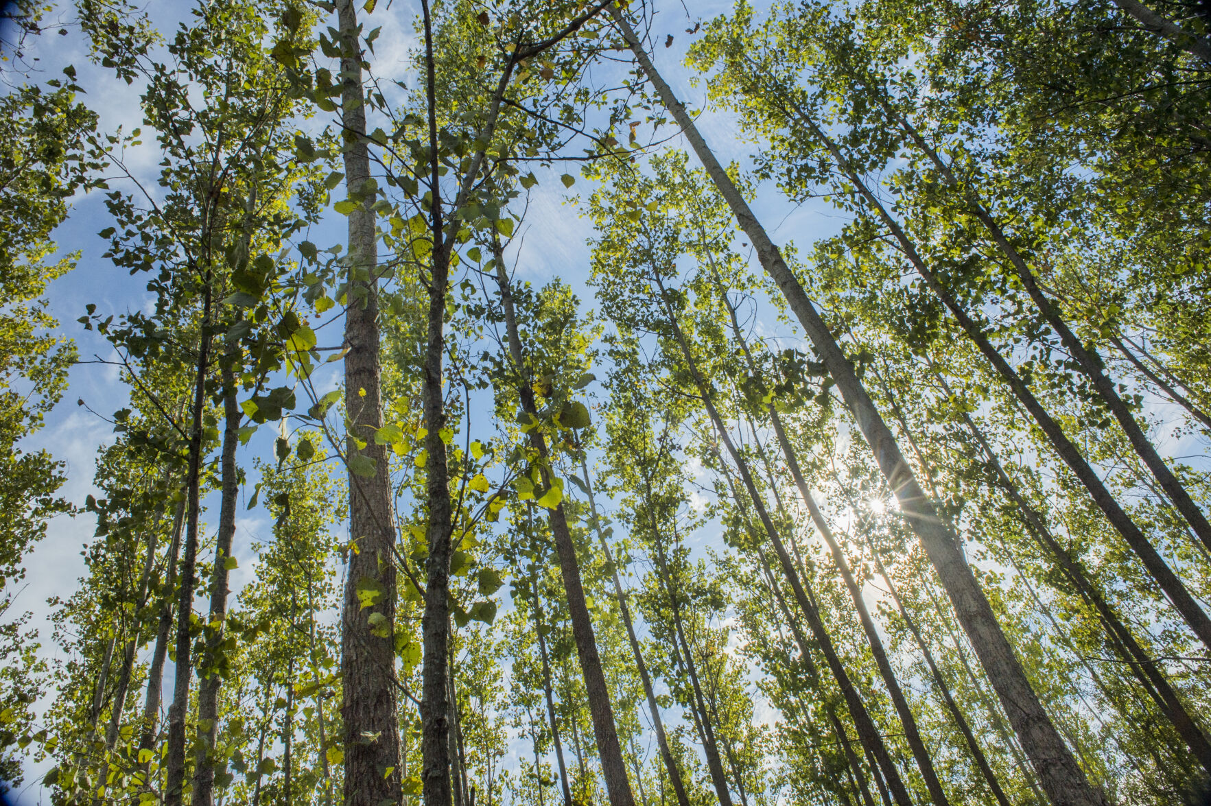 GreenTrees helps land owners use reforestation to generate revenue ...