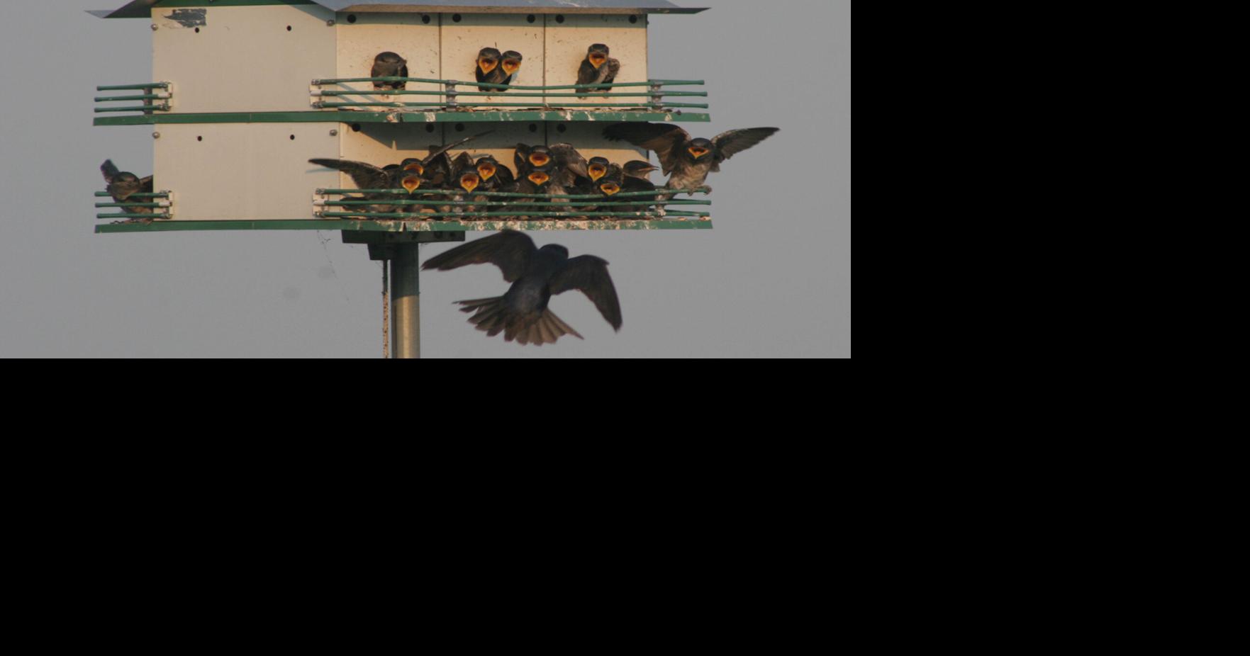 Waiting for purple martins, I remember Carter Russell Lee ...