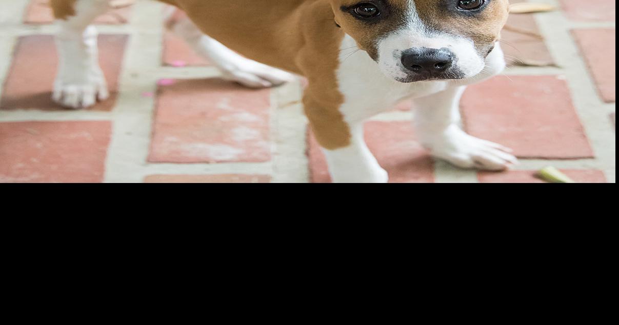 Dogs available through Friends of the Animals Baton Rouge on April 5 ...