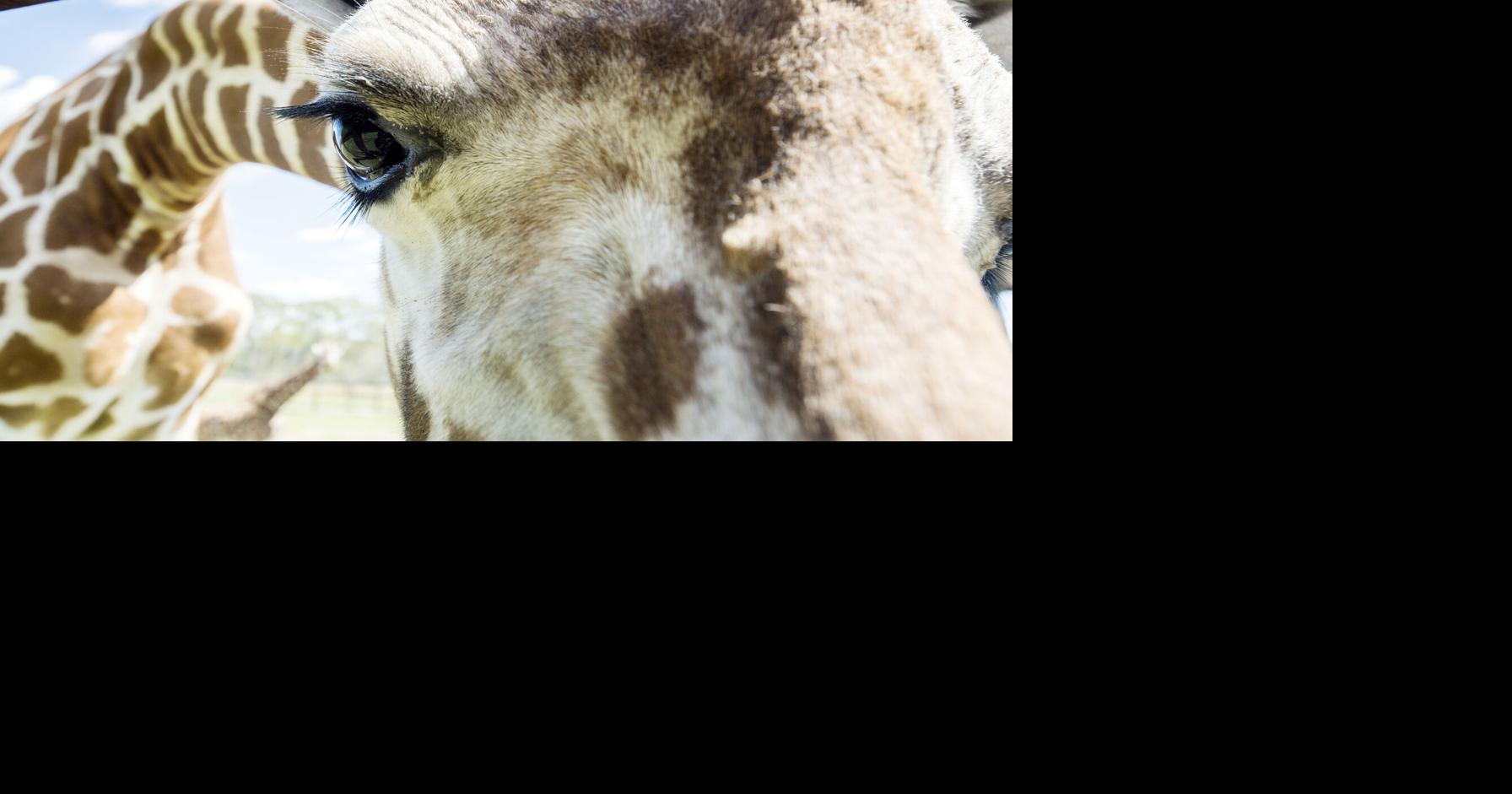 Photos: New giraffe habitat complete at Zoosiana - Zoo of Acadiana ...