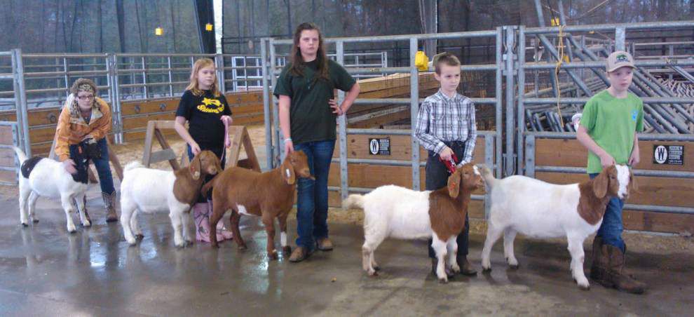 4-H members practice showmanship skills | East Feliciana | theadvocate.com