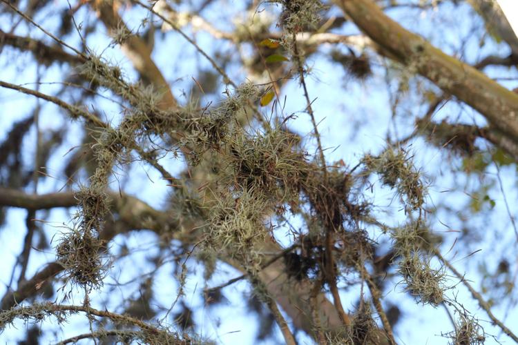 Ball moss not a parasite, but can cause problems for trees | Home ...