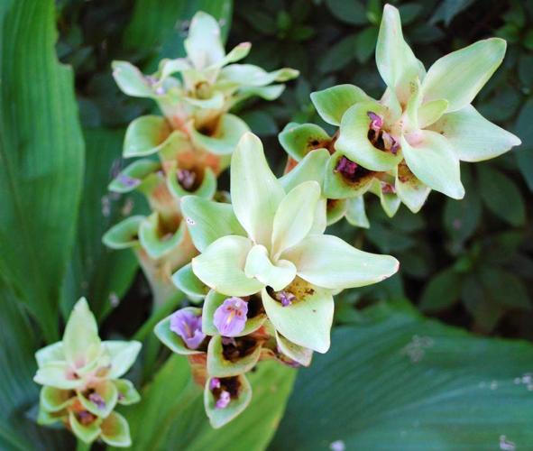 Dramatic ginger blooms spice up landscapes | Home Garden | theadvocate.com