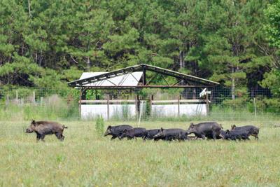 LSU AgCenter launches multi-state invasive species network | Education ...