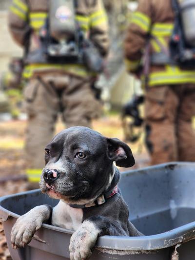 Baton Rouge firefighters rescue puppy | Crime/Police | theadvocate.com