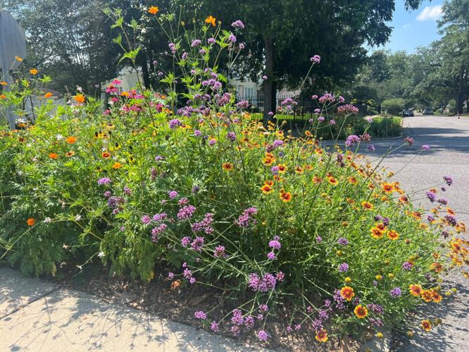 Ginger Ford plants pollinator gardens along BR street | Entertainment ...