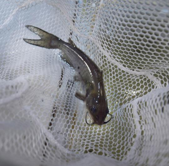 Photos: Catfish fingerlings delivery marks start of STEM education ...