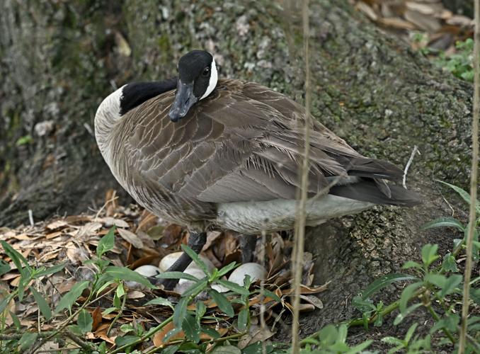 Canada geese are beautiful but a little messy | News | theadvocate.com