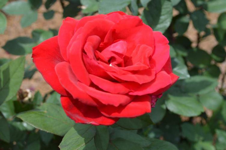 Testing roses to find the one best suited for Louisiana | News ...