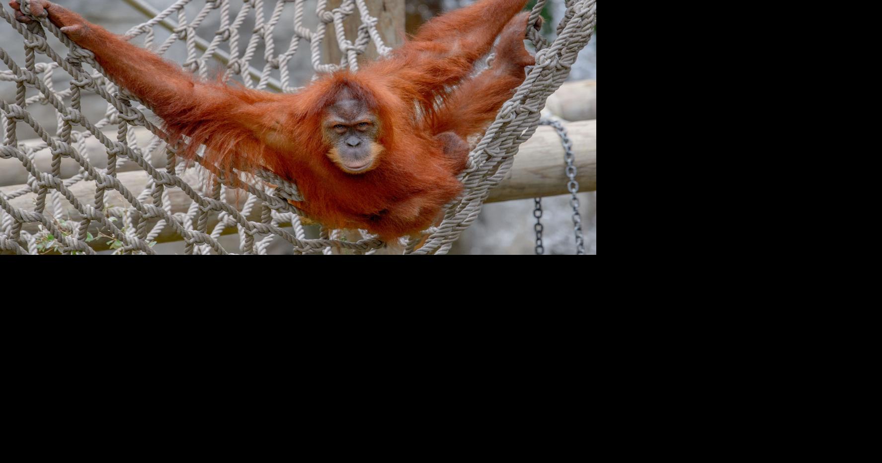 Match.com for animals? How Audubon Zoo helps save species from ...