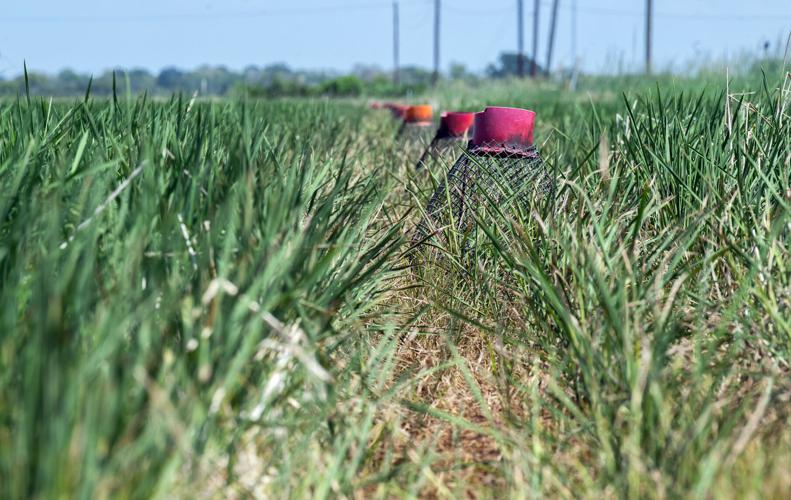 drought and saltwater threaten early crawfish season | News ...