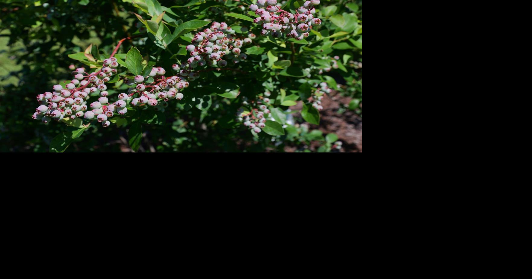 It's blueberry season in Louisiana and they're easy to grow | Home ...