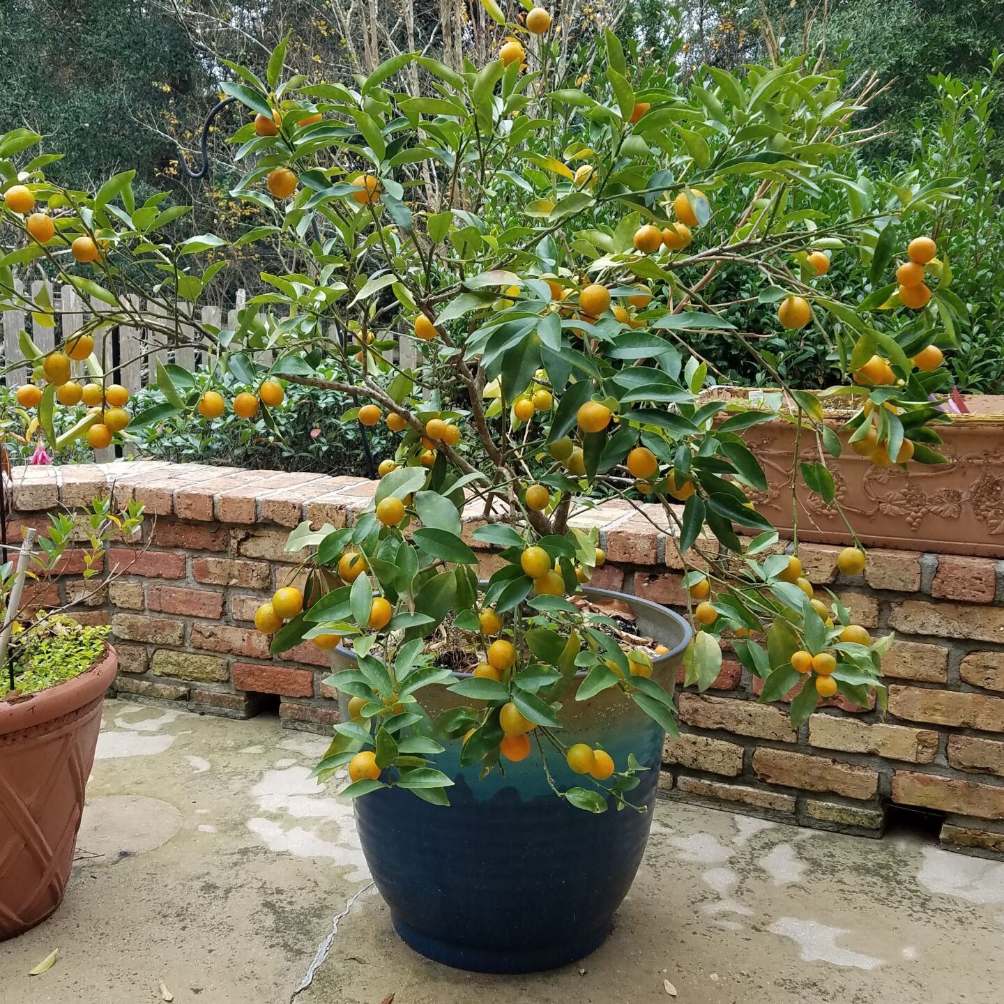 Plant citrus trees when the time is right for your location | Home ...