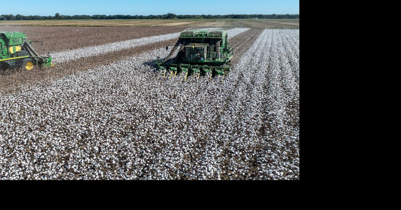 Photos: See the heart of Louisiana's cotton industry, once its go to ...
