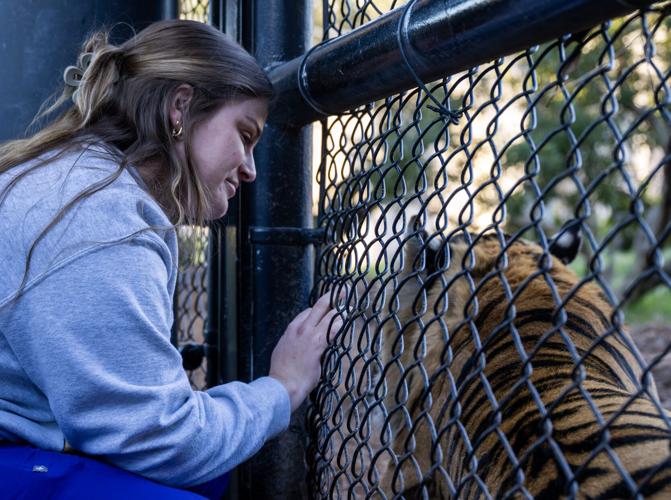 What it takes to care for LSU’s live tiger mascot Mike VII | Education ...