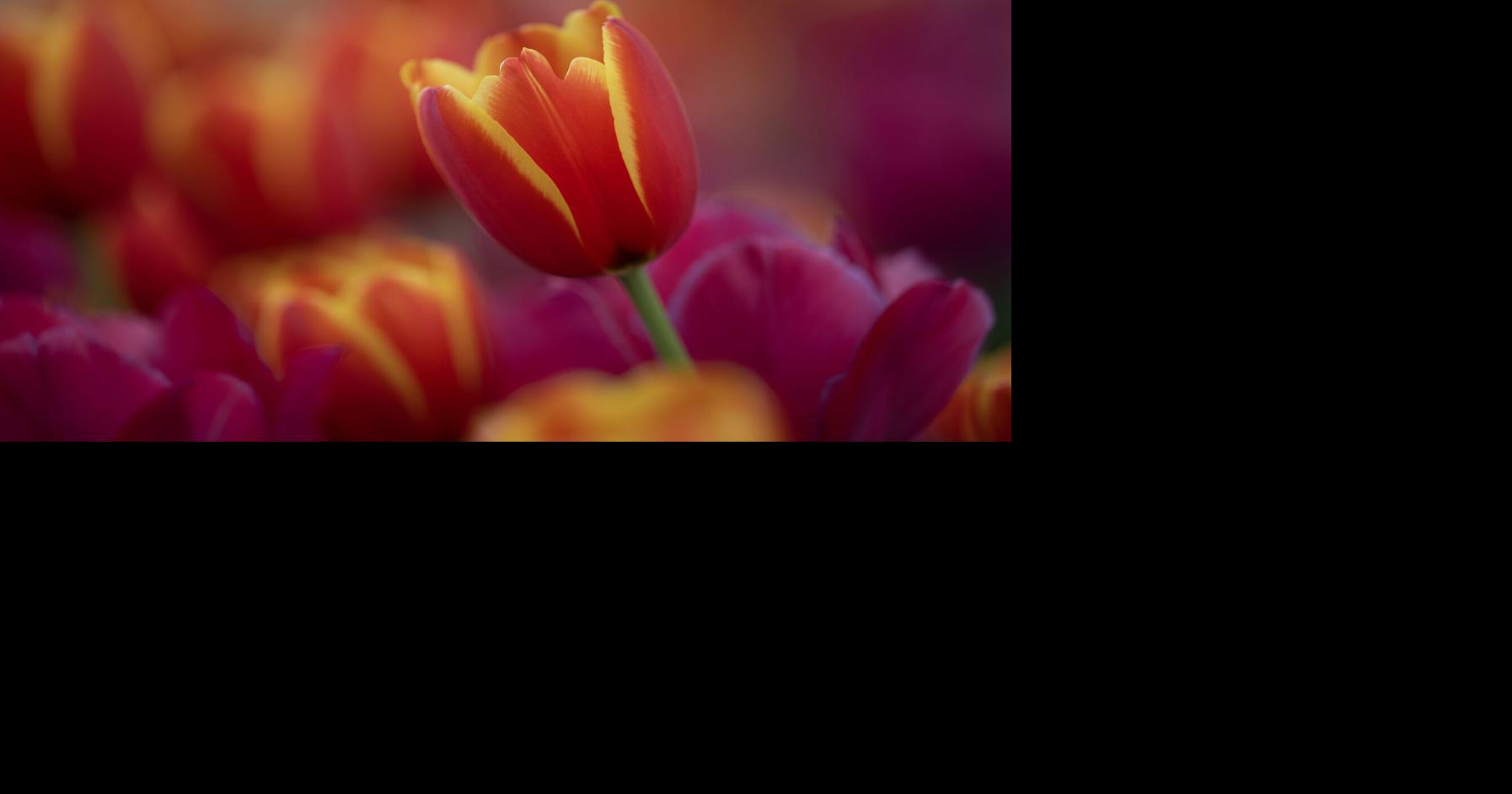 Photos: Spring tulips are blooming at the LSU Botanical Gardens ...