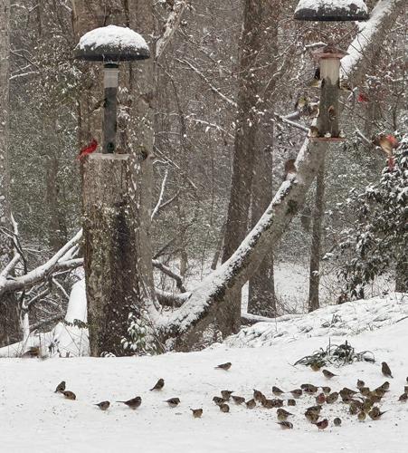 Snow blankets Felicianas giving residents a rare snow day | East ...