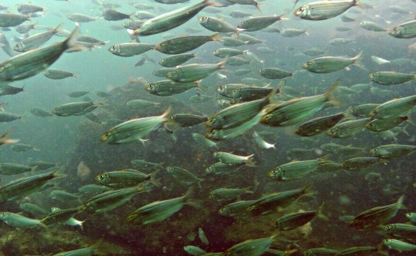 Sponsored: Science vs. Spin: The Truth About Menhaden Fishing in ...