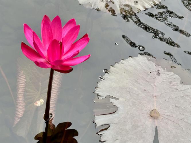 Don't miss Shangri-La Botanical Gardens in Orange, Texas ...