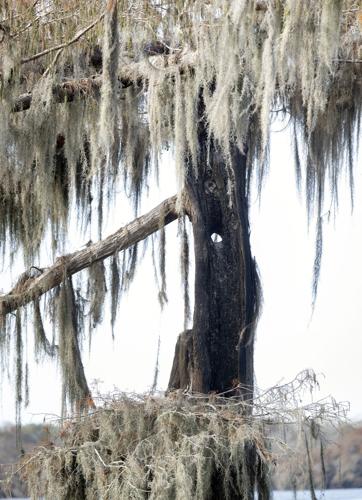 Lake Martin cypress tree struck by lightning, catches fire | News ...