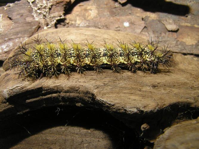 2025 prediction for buck moth caterpillar population in LA ...