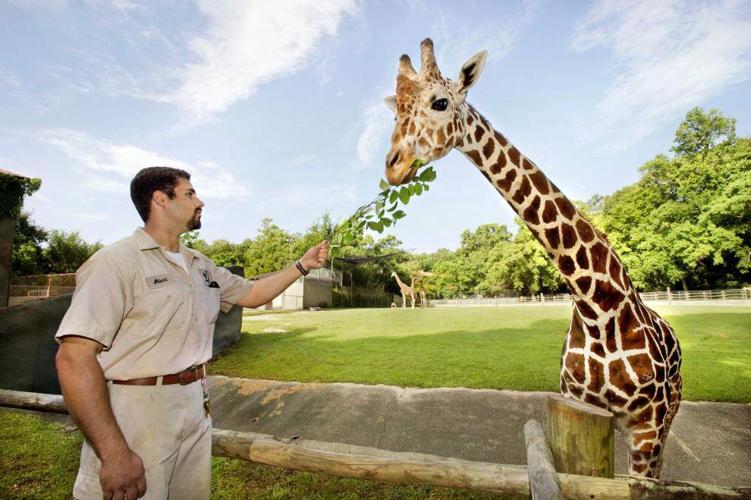 Baton Rouge zookeepers tell all: Giraffes are shy, bats are loveable ...