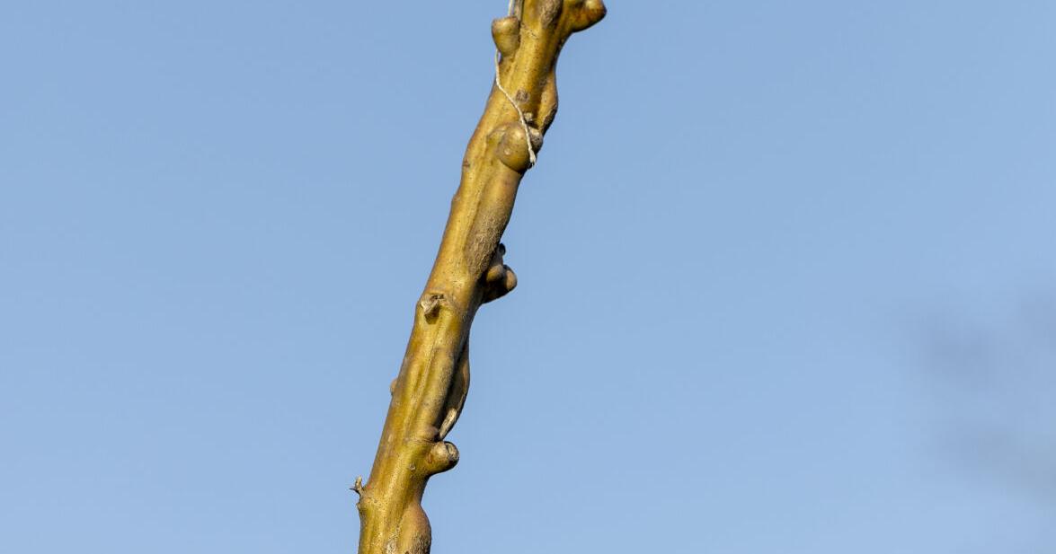 NO.okra.adv_4079.JPG | | theadvocate.com