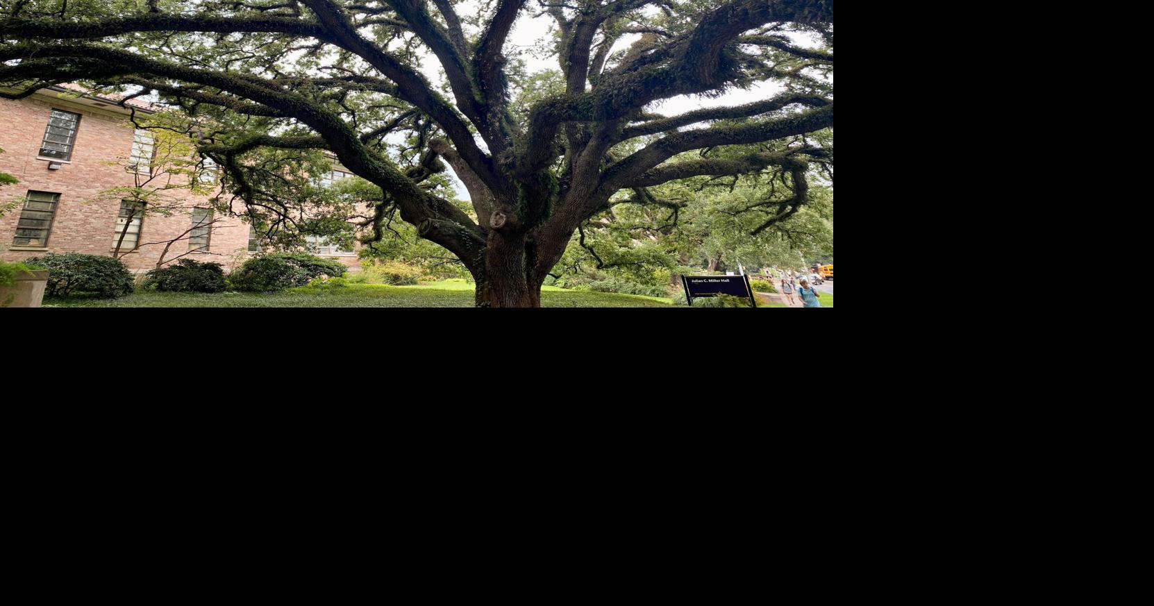 Plant more trees, please, especially this fall and winter: LSU Garden ...