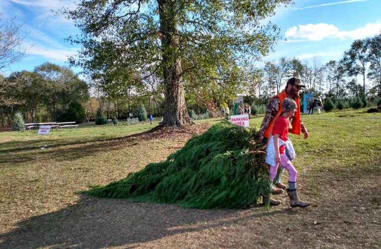 Ethel farm offers variety of fresh choose-and-cut Christmas trees ...