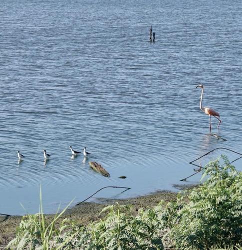 How long will flamingo in New Orleans stay in Louisiana? | Environment ...