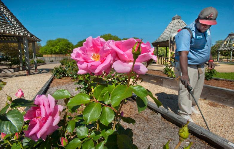 Want more rose blooms? Dan Gill explains how to get them ...
