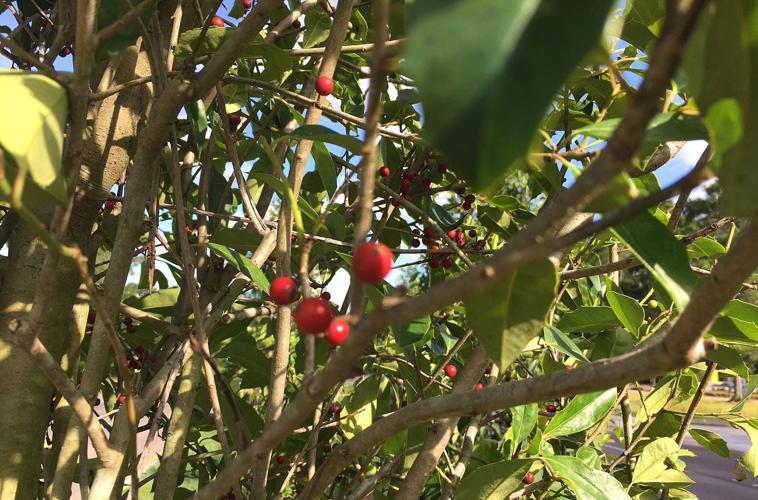 Evergreen or deciduous? The line blurs in the South | Entertainment ...