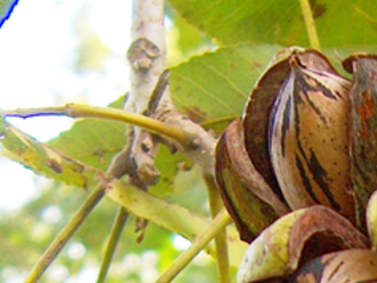 where do pecans trees grow