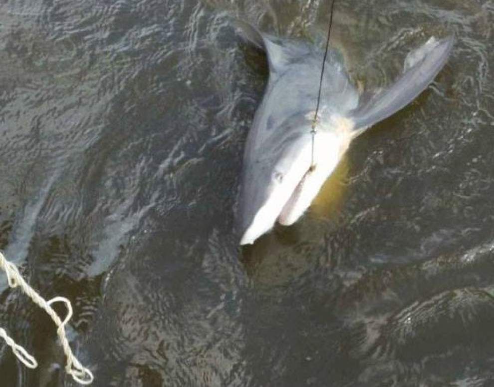 Fisherman gets big surprise when he catches 5-foot shark at Lake ...