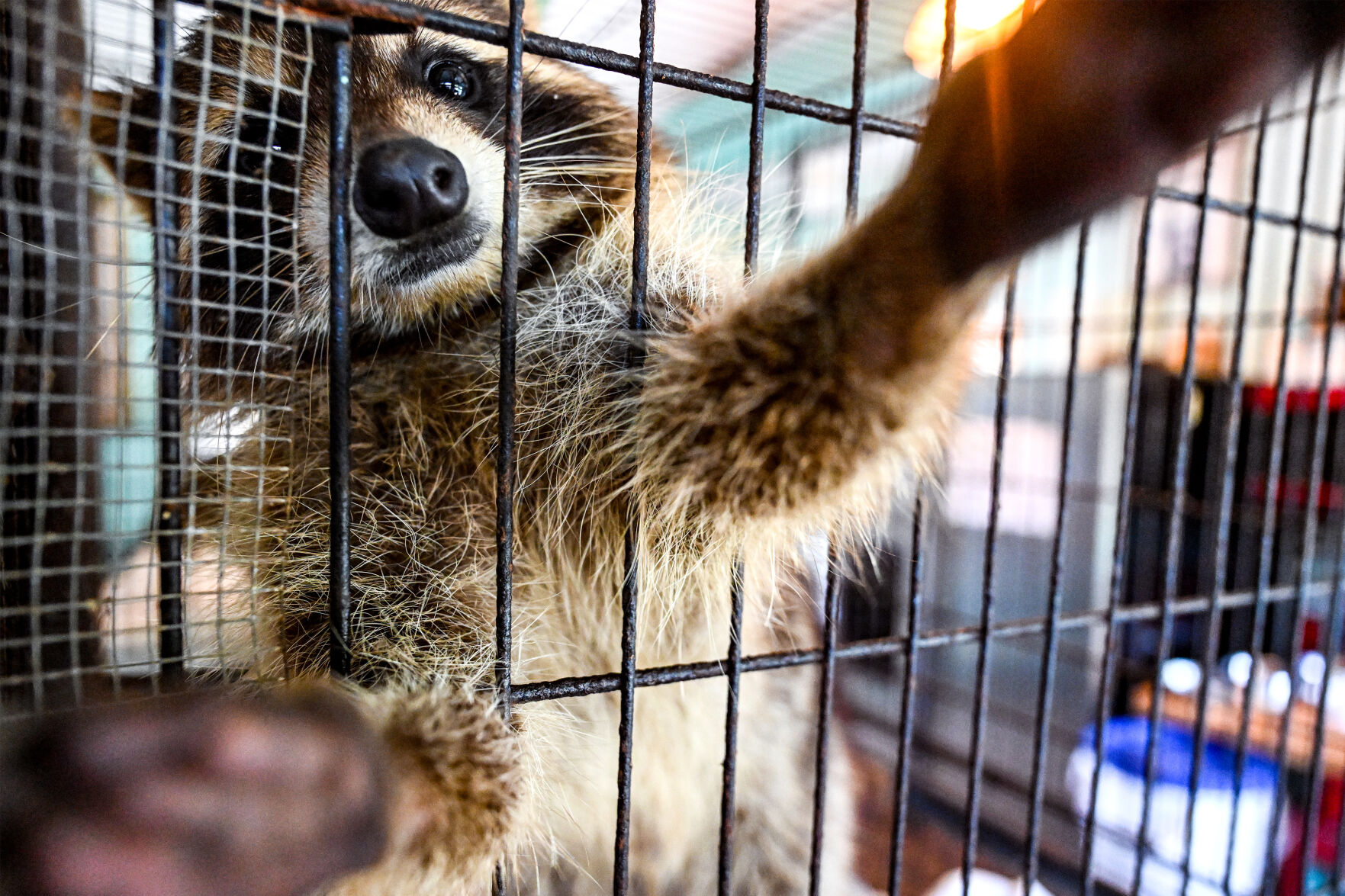 BR.springanimals.ADV.03.JPG | | theadvocate.com