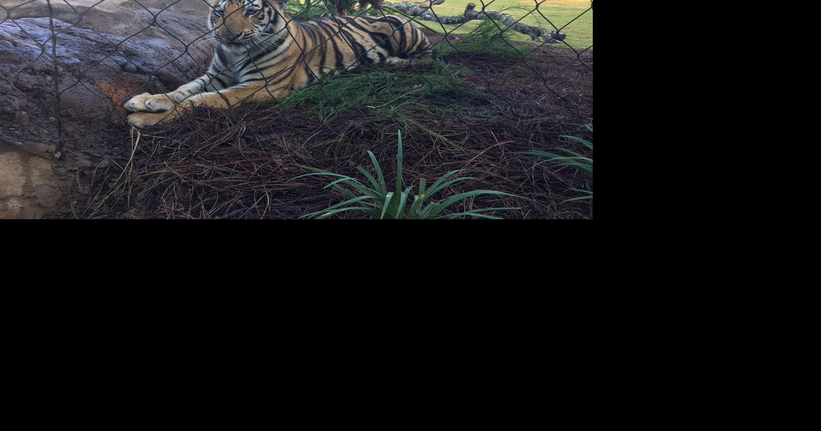 Sharing the moment: Mike VII an instant social media star as fans ...