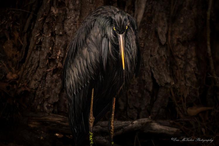 Faimon Roberts: The mystery around Slidell’s big black bird | Opinion ...