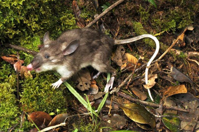 LSU researcher, other scientists discover ‘Hog-nosed shrew rat’ on ...