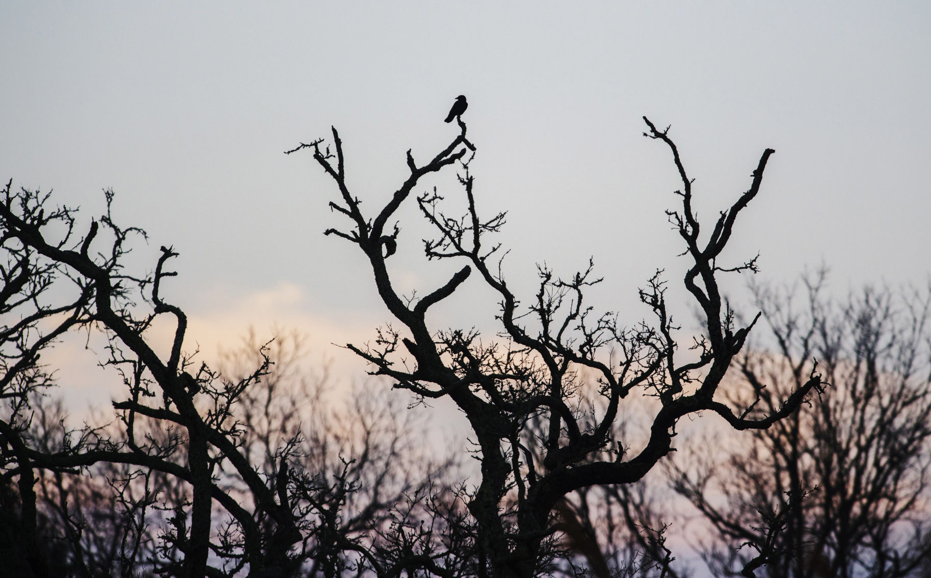 Watching birds helps me live in expectation: Danny Heitman ...